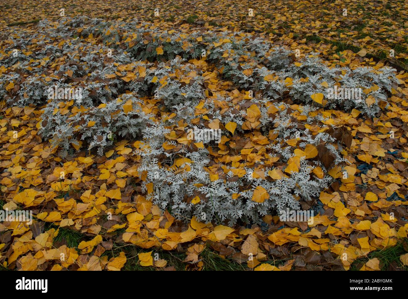 November plant combination hi-res stock photography and images - Alamy