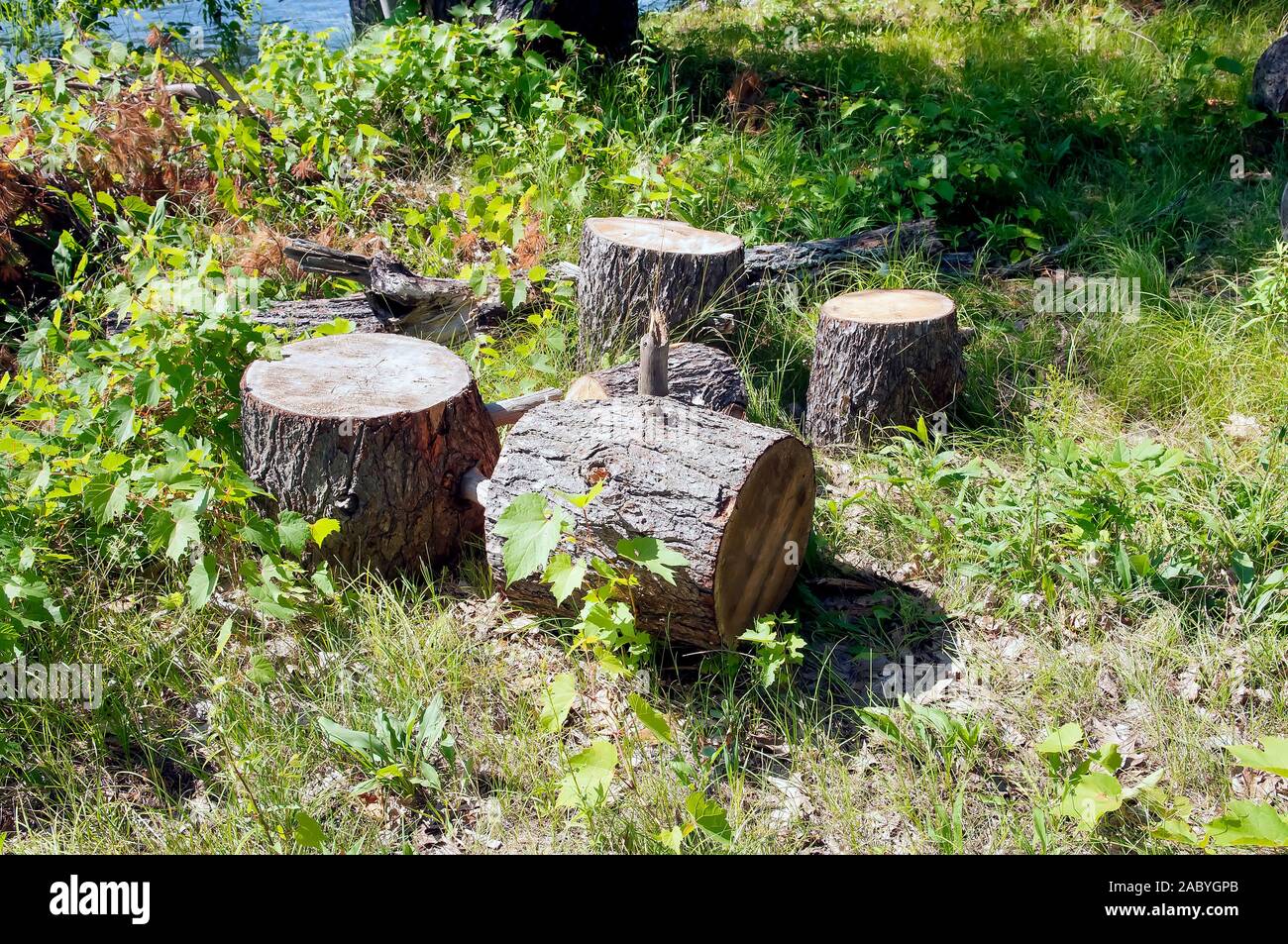 Forest chopped trees stumps hi-res stock photography and images - Alamy