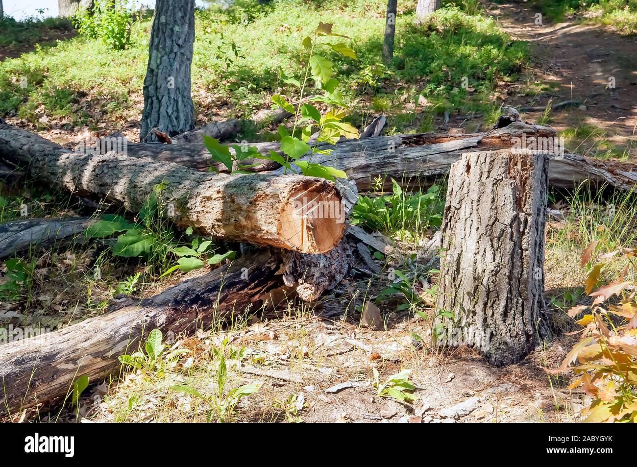 Chopped logs and trees rotting naturally Stock Photo - Alamy