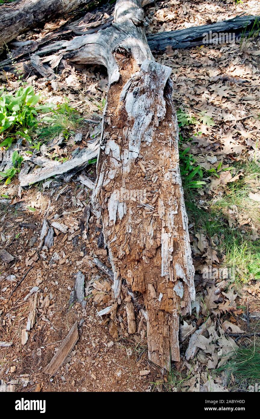 Chopped logs and trees rotting naturally Stock Photo - Alamy