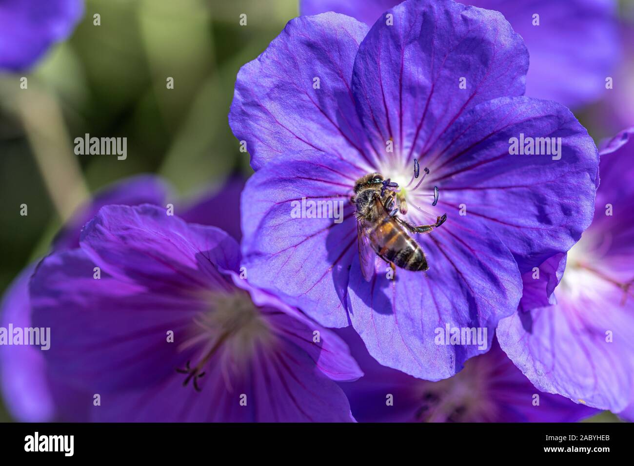 Honeybee collecting nectar pollen from a purple Geranium Rozanne flower ...