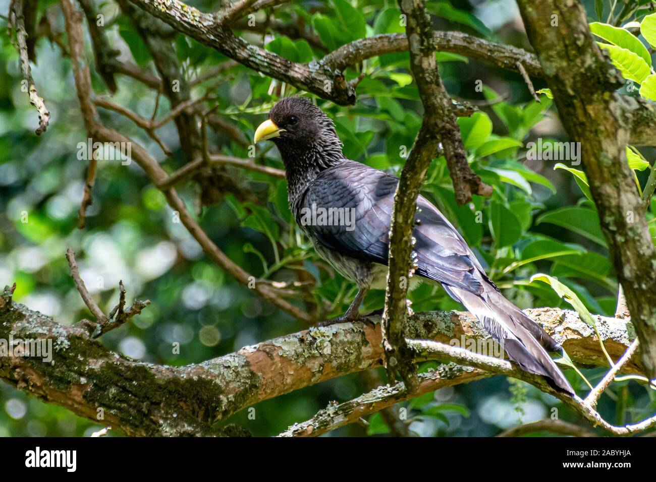 Eastern Plantain-Eater bird (Crinifer zonurus) perched on a tree branch ...