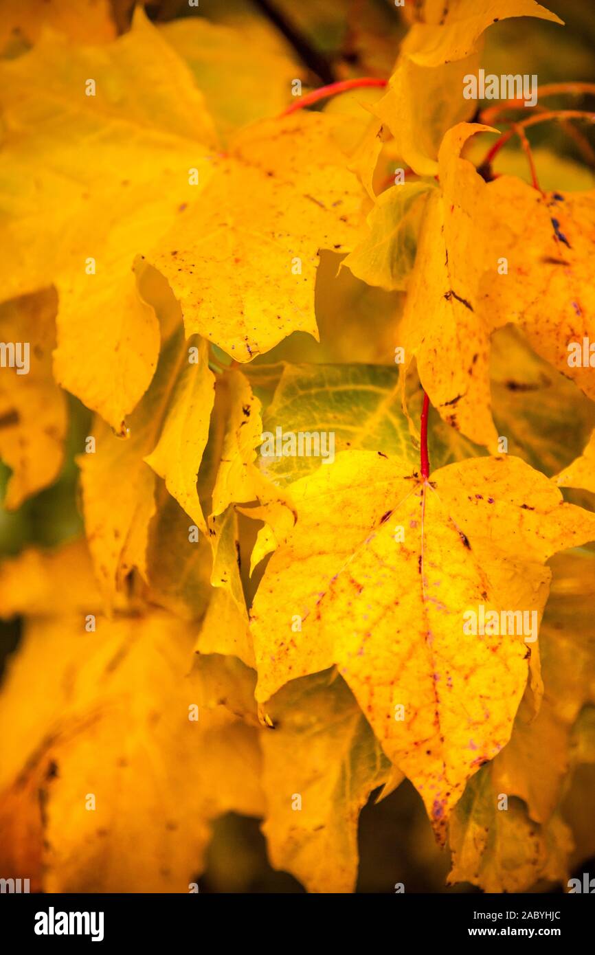Sycamore maple leaves hi-res stock photography and images - Alamy
