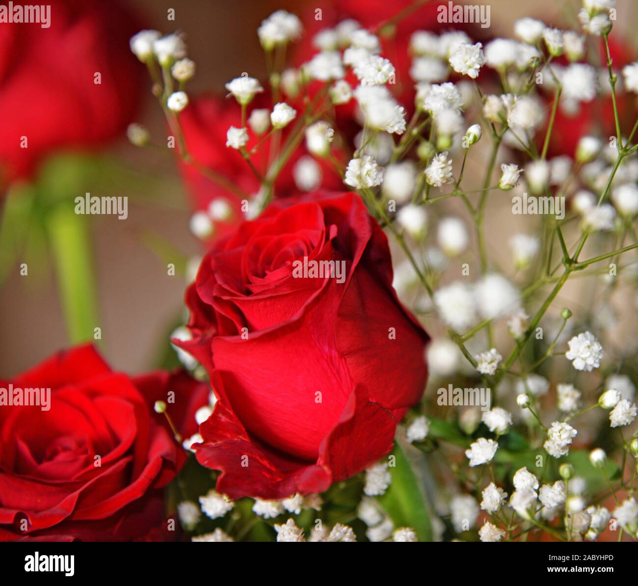 Bouquet of red roses Stock Photo - Alamy