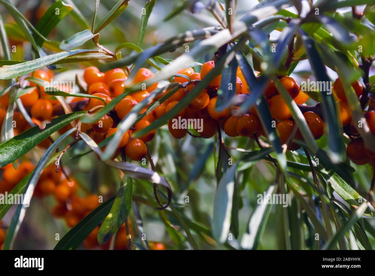 Hippophae rhamnoides known as common sea Stock Photo - Alamy