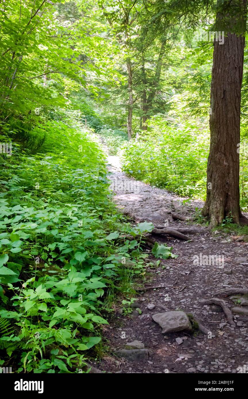 Beautiful woods and trees Stock Photo - Alamy