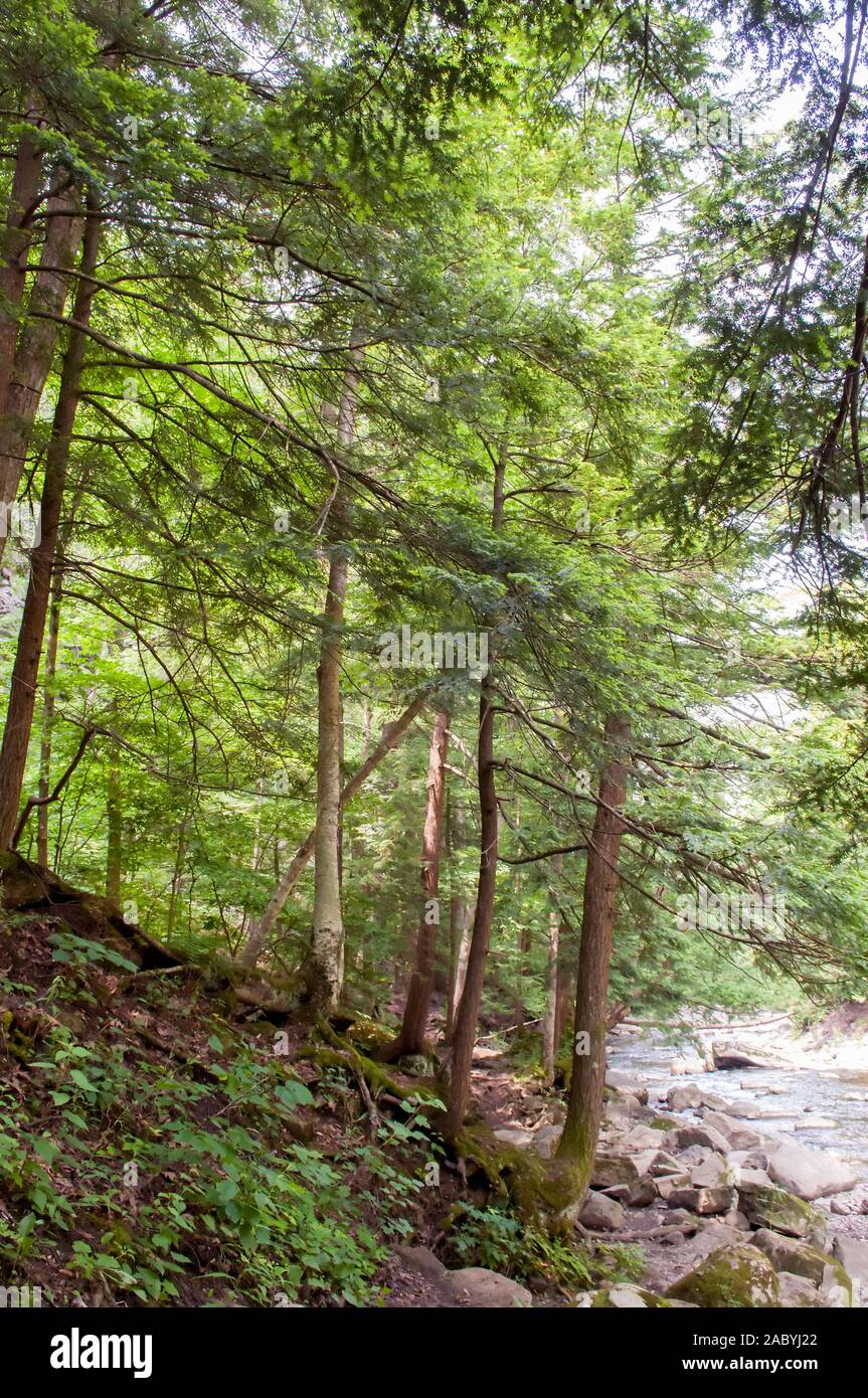 Beautiful woods and trees Stock Photo - Alamy
