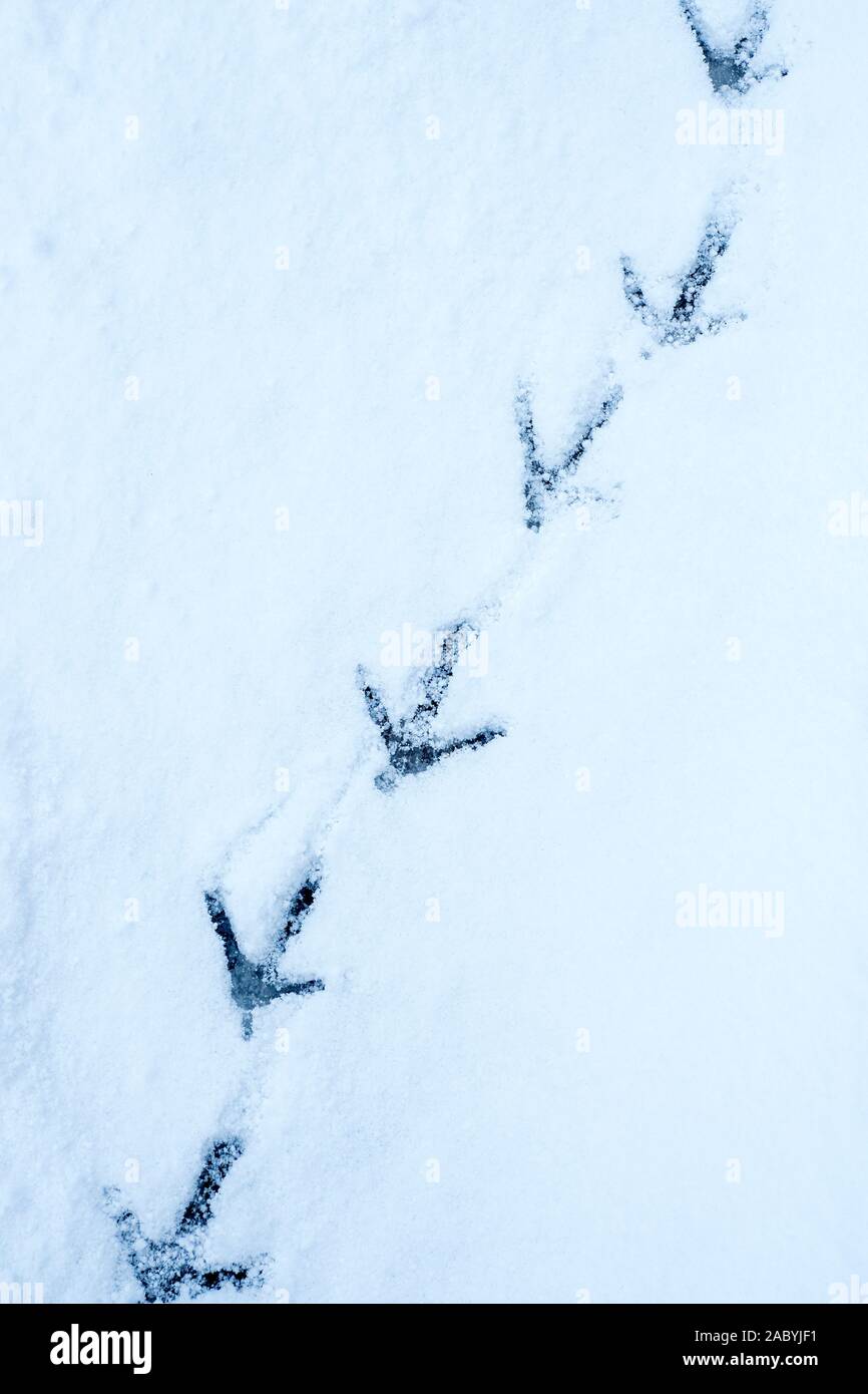 Bird Footprints Identification