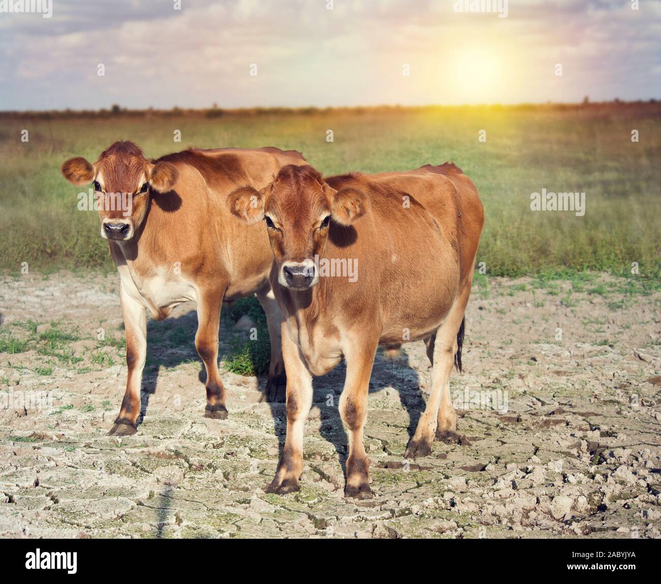 Steers in a farmland at sunset Stock Photo - Alamy