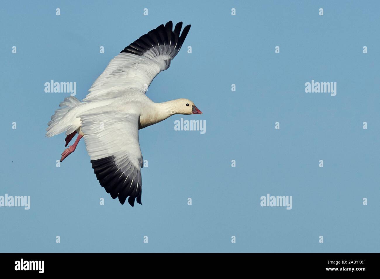 Rosss Goose High Resolution Stock Photography and Images - Alamy