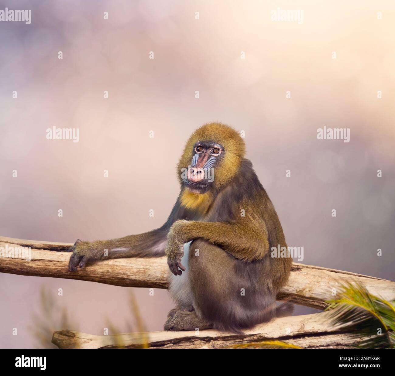 mandrill monkey portrait, tropical primate with a colorful face Stock ...