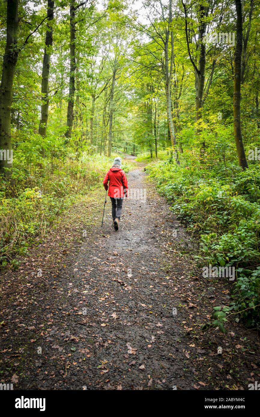 Woman walking away from the camera, along a path through woodland, in ...