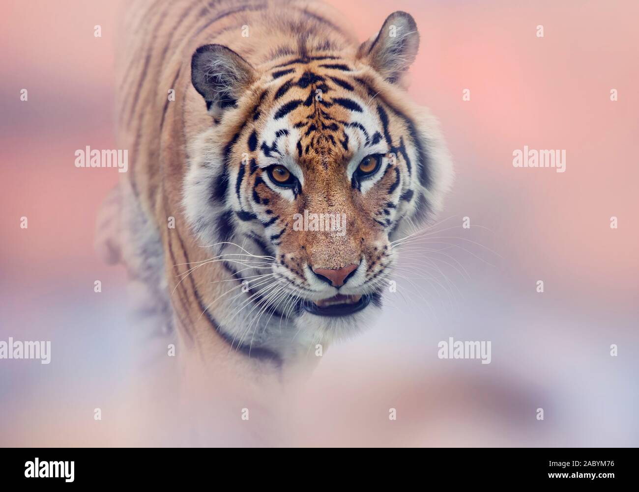 Tiger portrait close up hi-res stock photography and images - Alamy