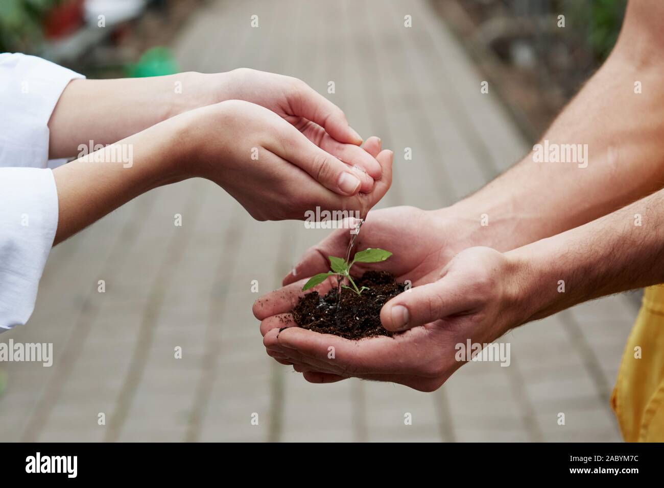 Roots gets support. Woman hands watering the little plant that holding ...
