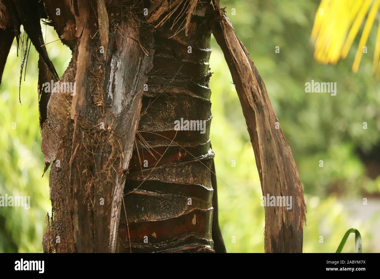 Palm tree bark peeling hi-res stock photography and images - Alamy