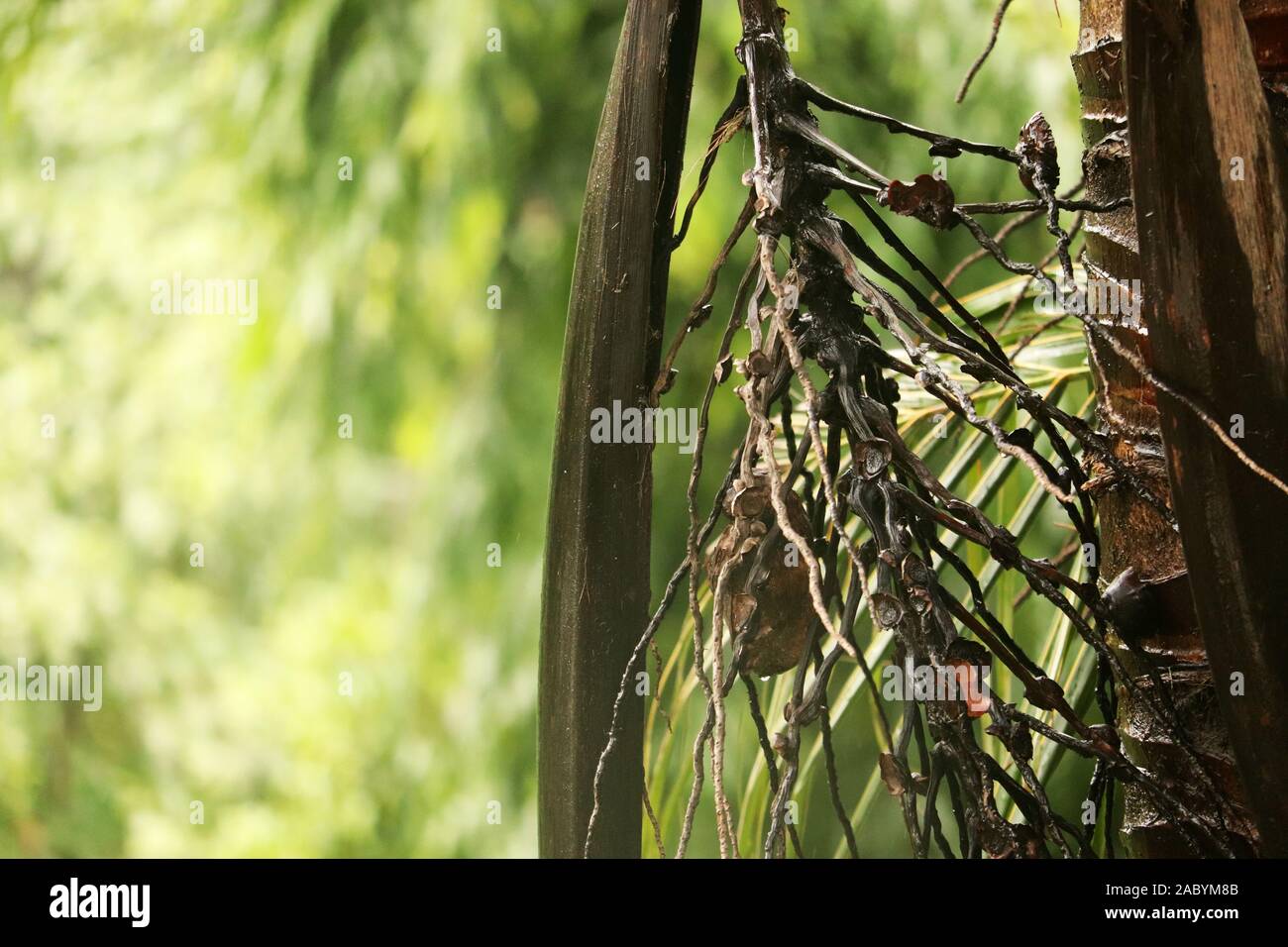 Coconut Tree Bark Shedding Leaves Stock Photo - Alamy
