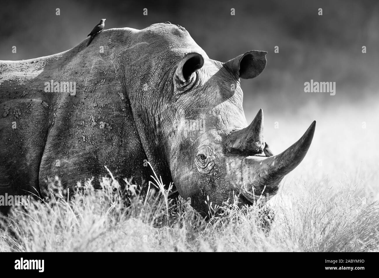 White rhinoceros, rhino bull portrait , highly focused and alerted in ...