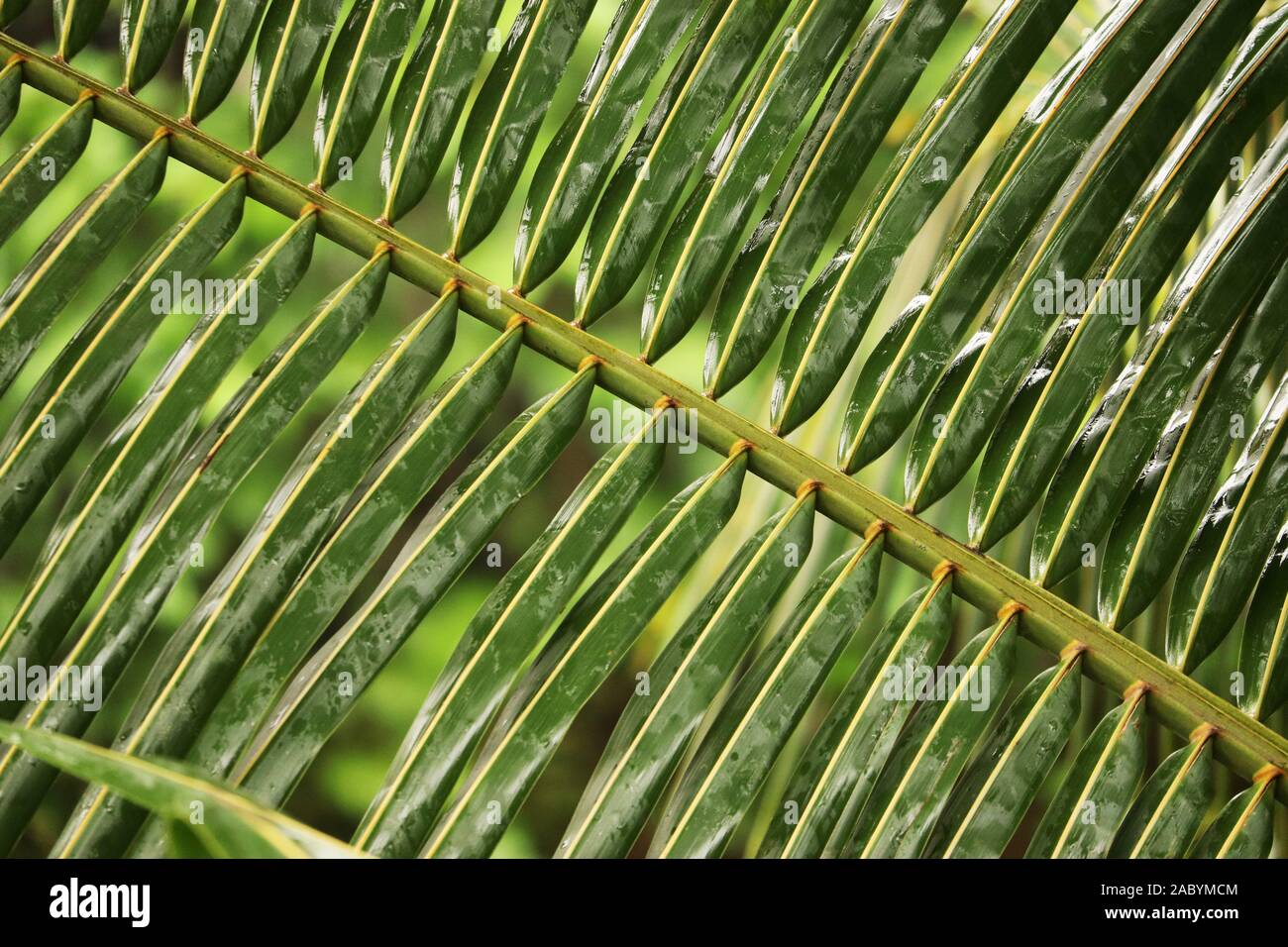 Coconut tree leaves hi-res stock photography and images - Alamy