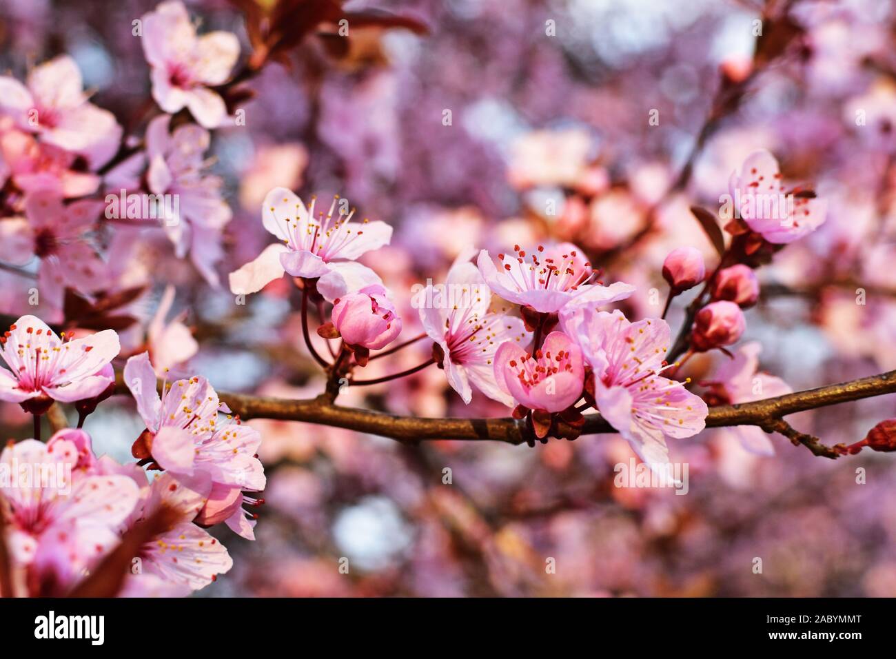 Trees in blossom, spring background Stock Photo - Alamy