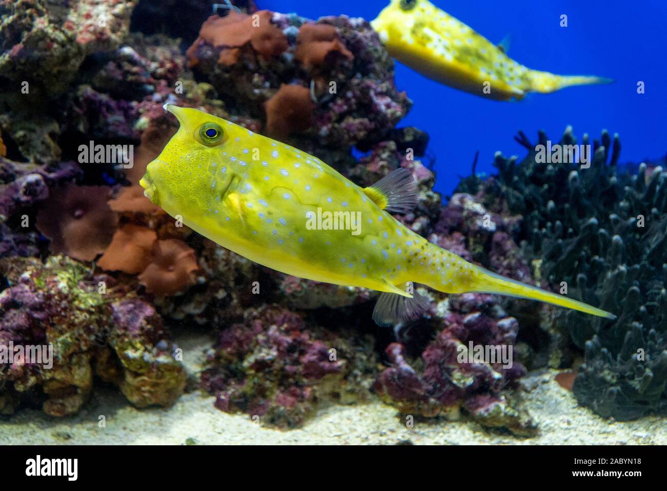 Yellow longhorn cowfish hi-res stock photography and images - Alamy