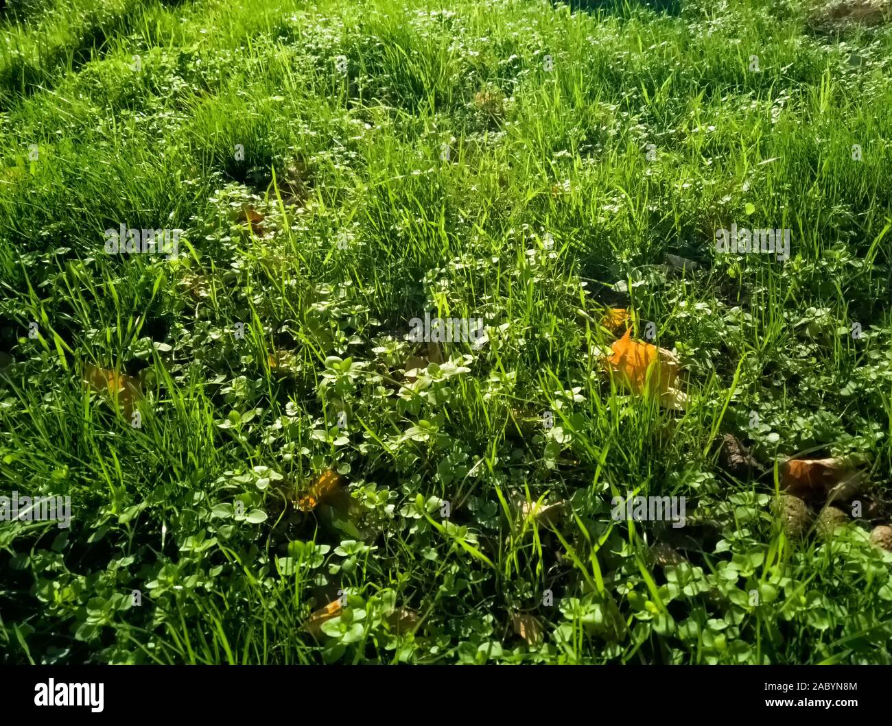 Green grass and autumn leaves close up - background - perspective view ...