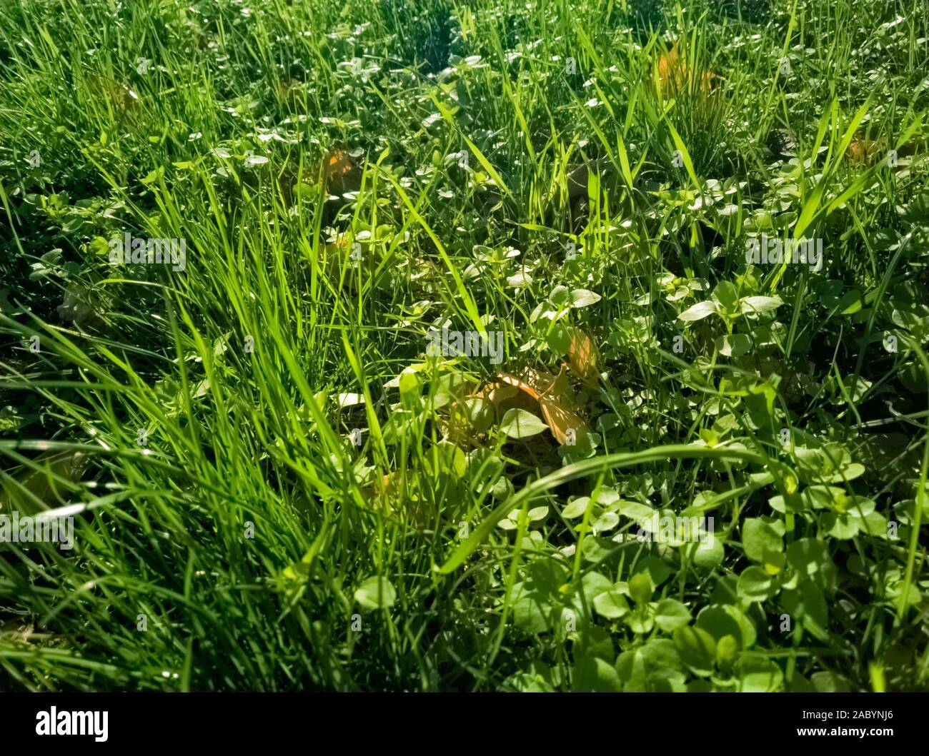 Green grass and autumn leaves close up - background - perspective view ...