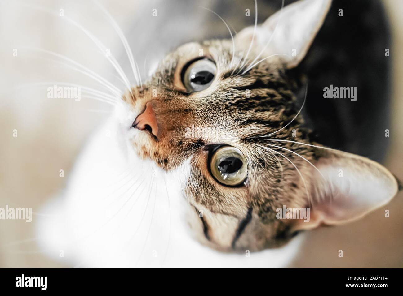 Cute Cat Portrait At Home Stock Photo - Alamy