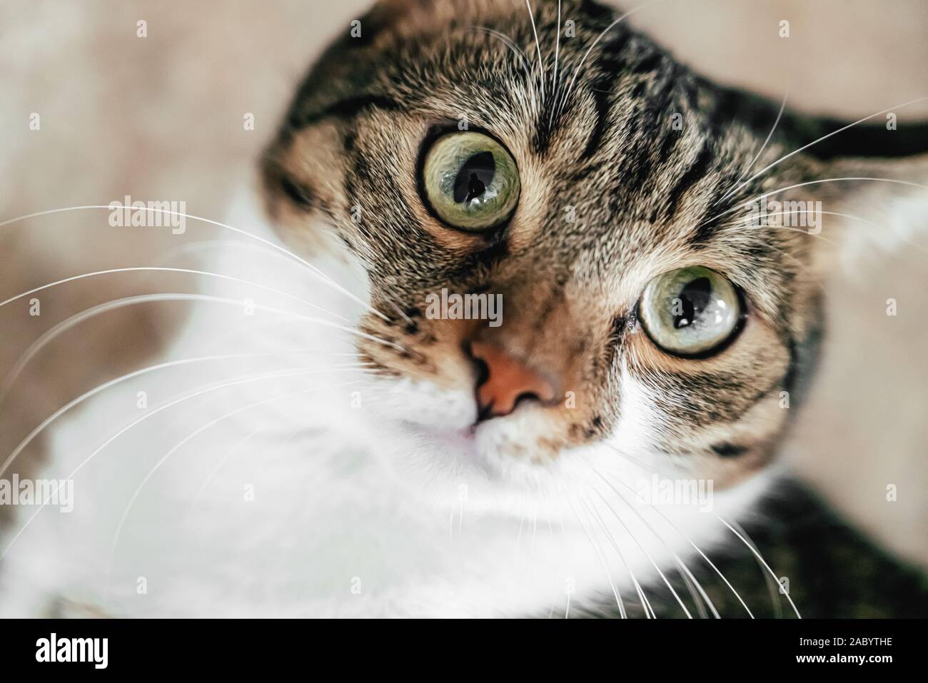Cute Cat Portrait At Home Stock Photo - Alamy