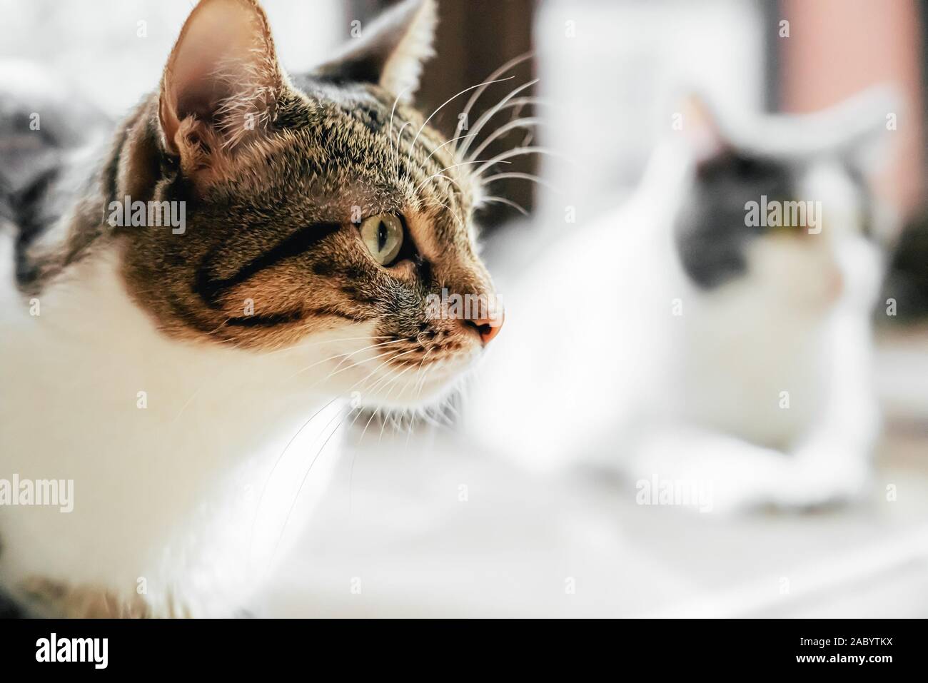 Cute Cat Portrait At Home Stock Photo - Alamy