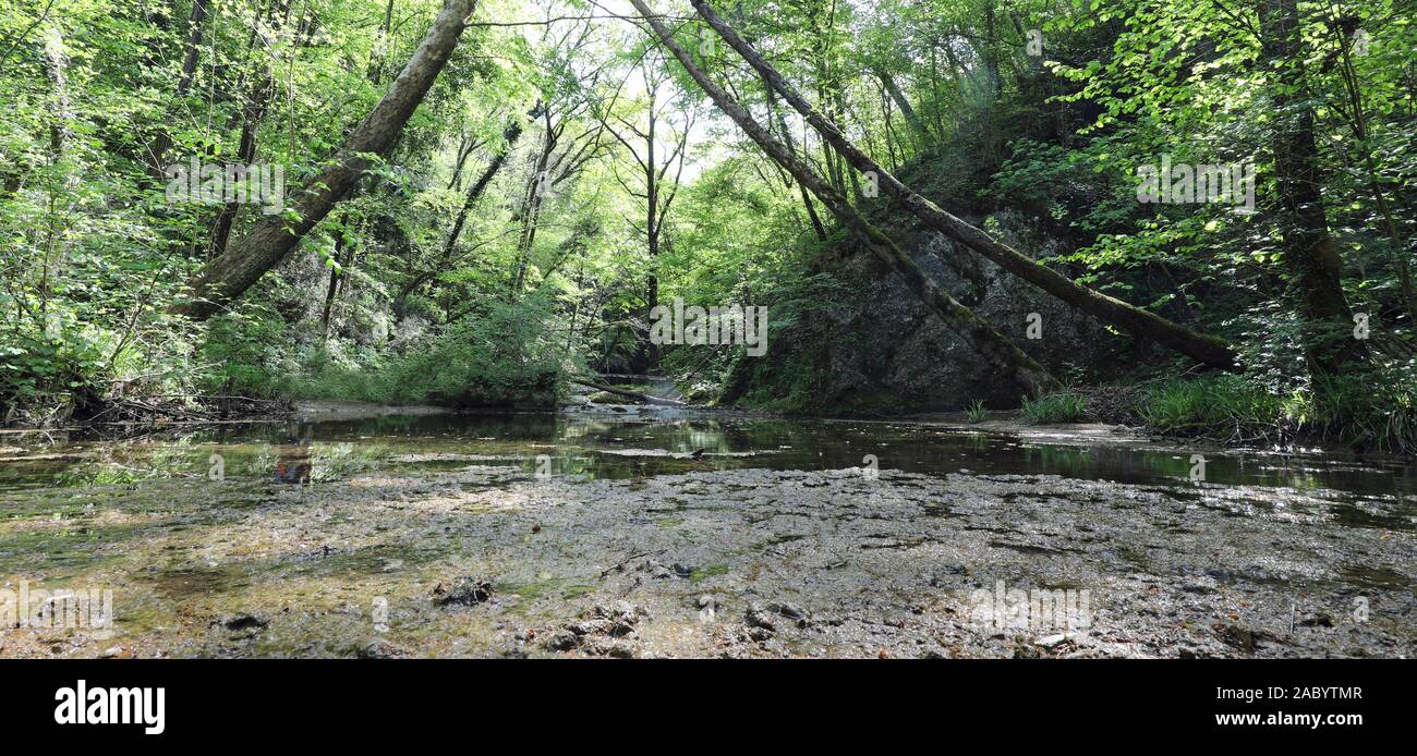 jungle and river with many plants without people Stock Photo - Alamy