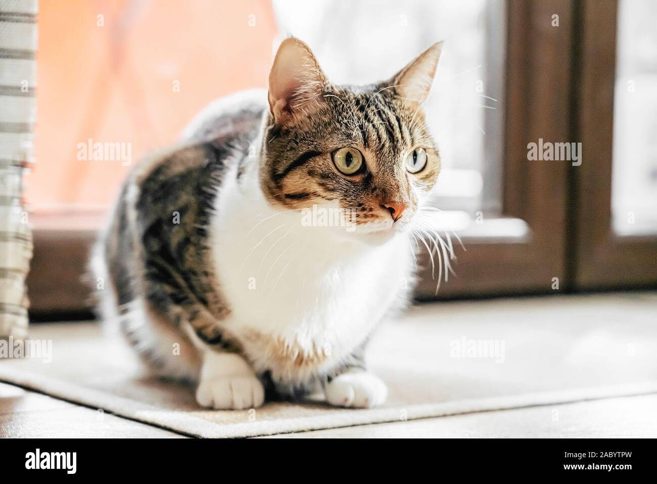Cute Cat Portrait At Home Stock Photo - Alamy