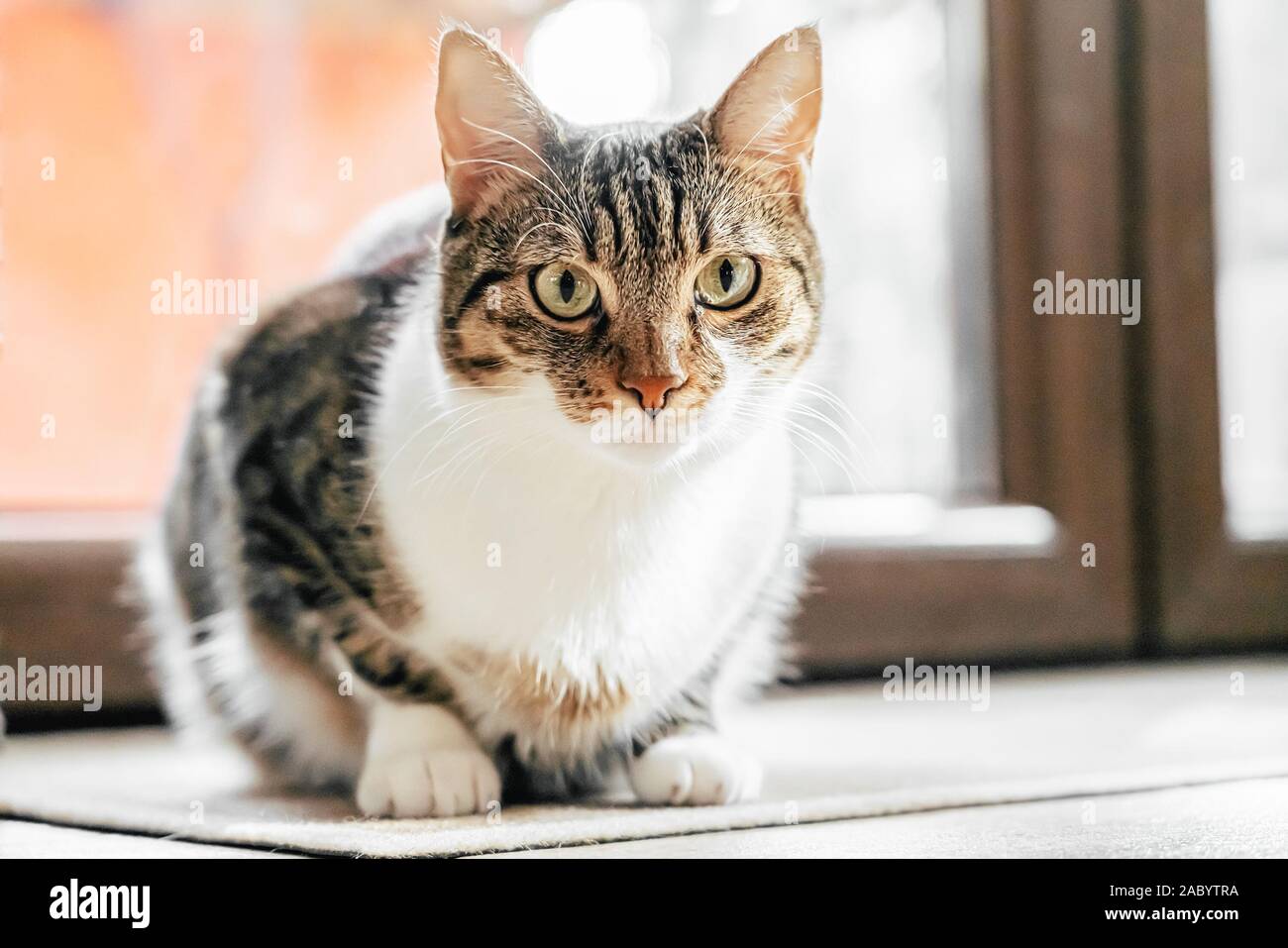Cute Cat Portrait At Home Stock Photo - Alamy