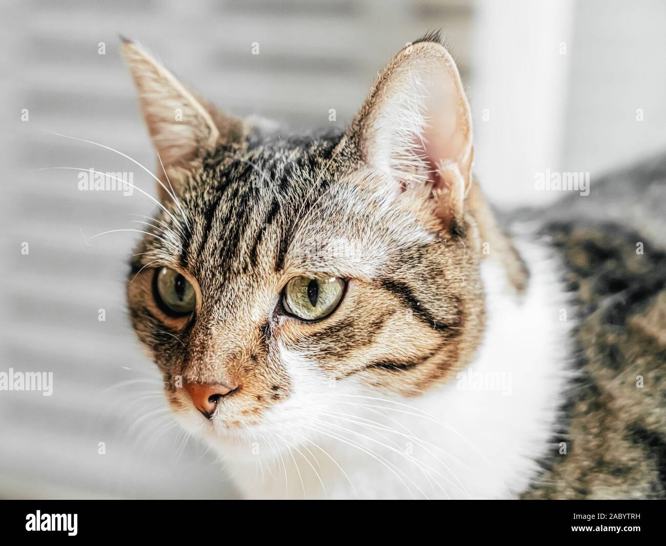 Cute Cat Portrait At Home Stock Photo - Alamy