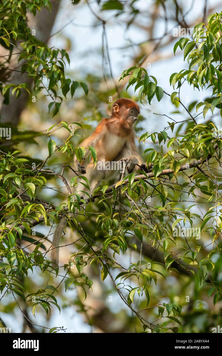 Young Proboscis monkey searching for food in Tanjung Puting National ...
