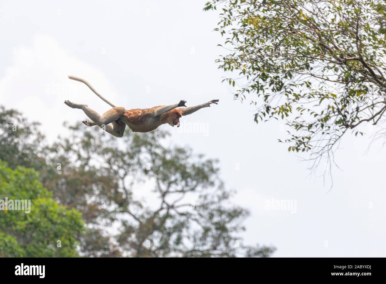 Flying monkey hi-res stock photography and images - Alamy