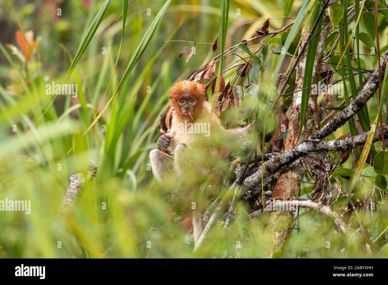 Wild young Proboscis monkey feeding on plant shoots in Tanjung Puting ...