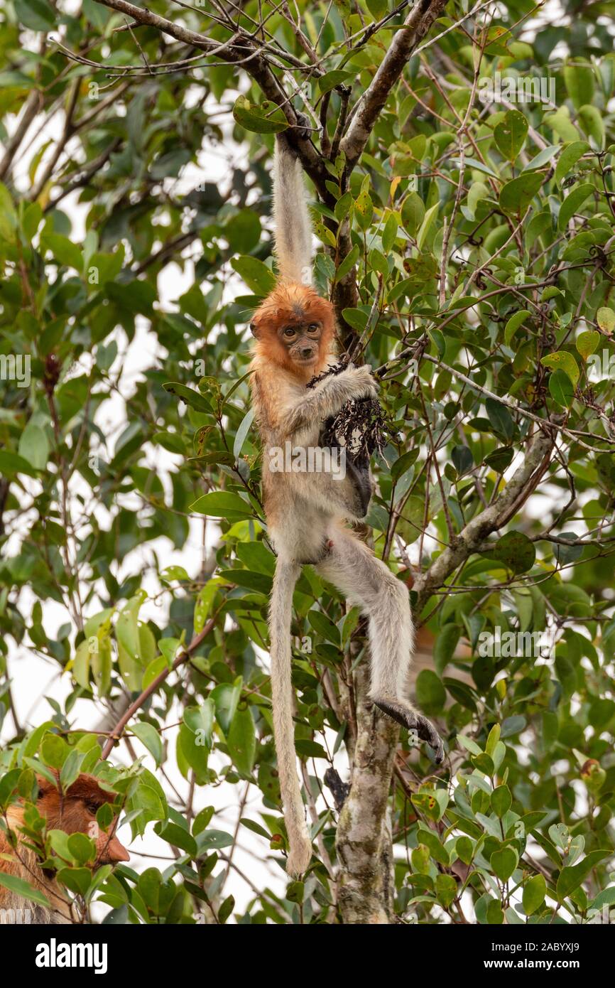 Wild young Proboscis monkey checking out whether it can eat dried out ...