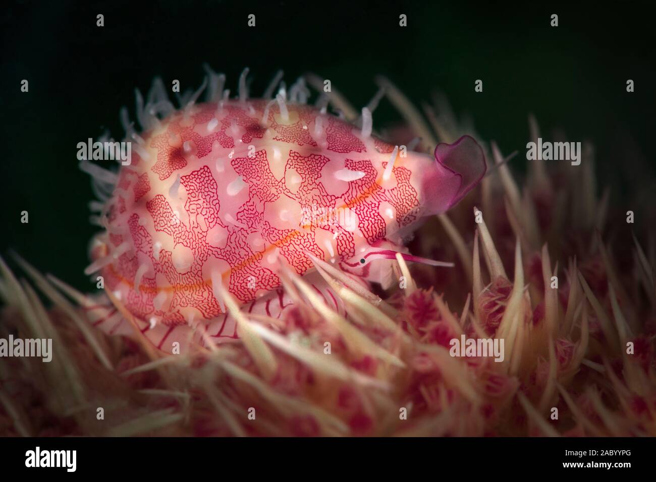 Sea snail Diminovula culmen. Underwater macro photography from Romblon ...