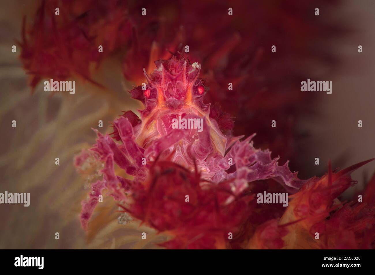 Candy Crab (Hoplophrys oatesi). Underwater macro photography from ...