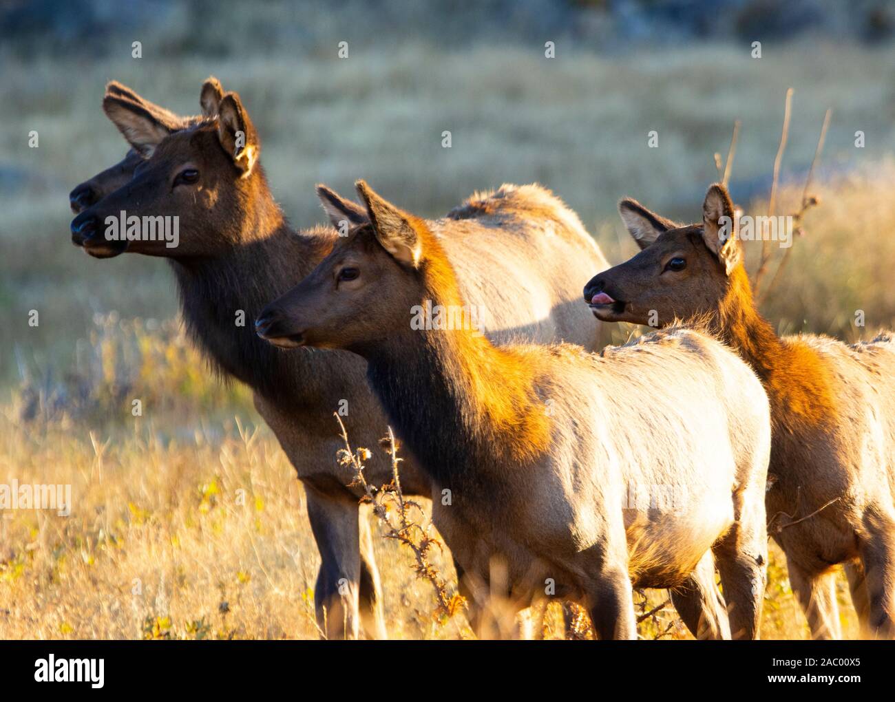 Bull elk with cow hi-res stock photography and images - Alamy
