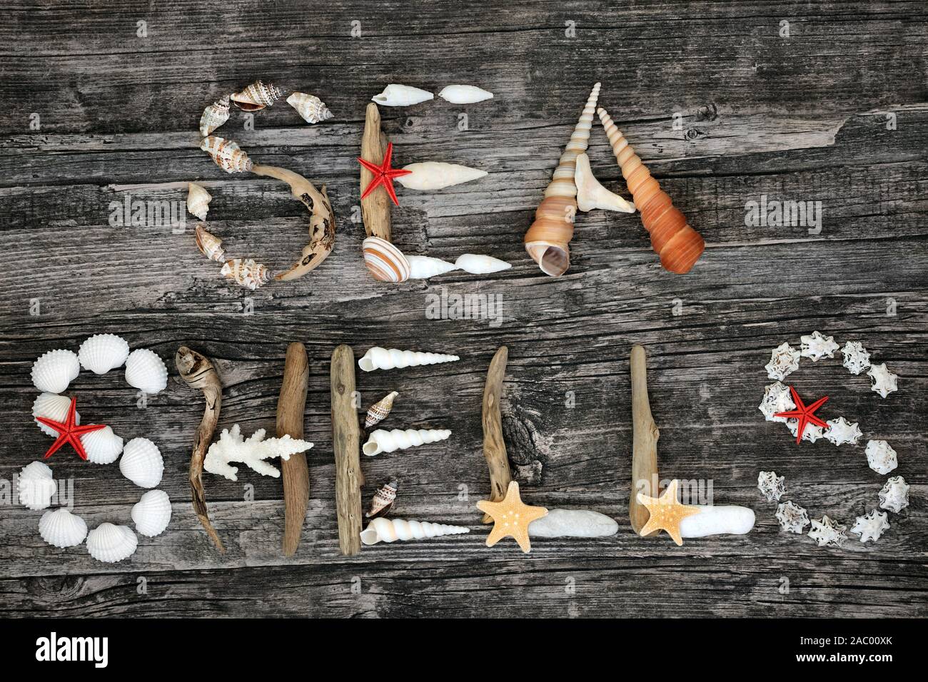 Abstract of driftwood, seashells and pebbles forming the words sea ...