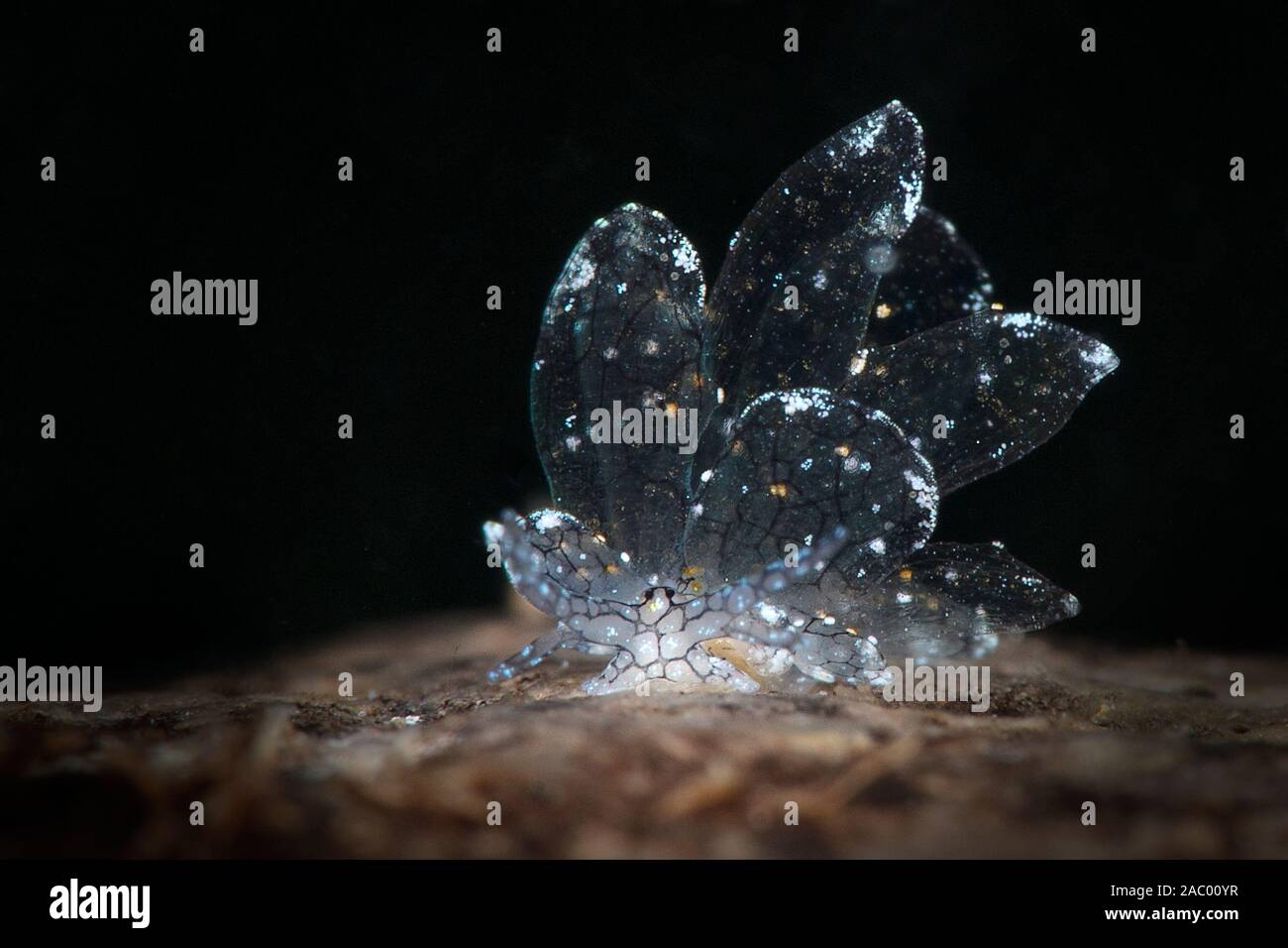 Dark-Net Butterfly Slug Cyerce sp. 4, NSSI2. Underwater macro ...