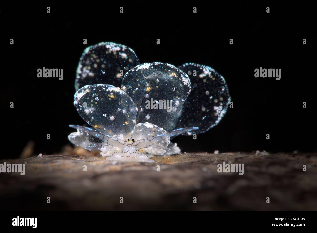 Dark-Net Butterfly Slug Cyerce sp. 4, NSSI2. Underwater macro ...