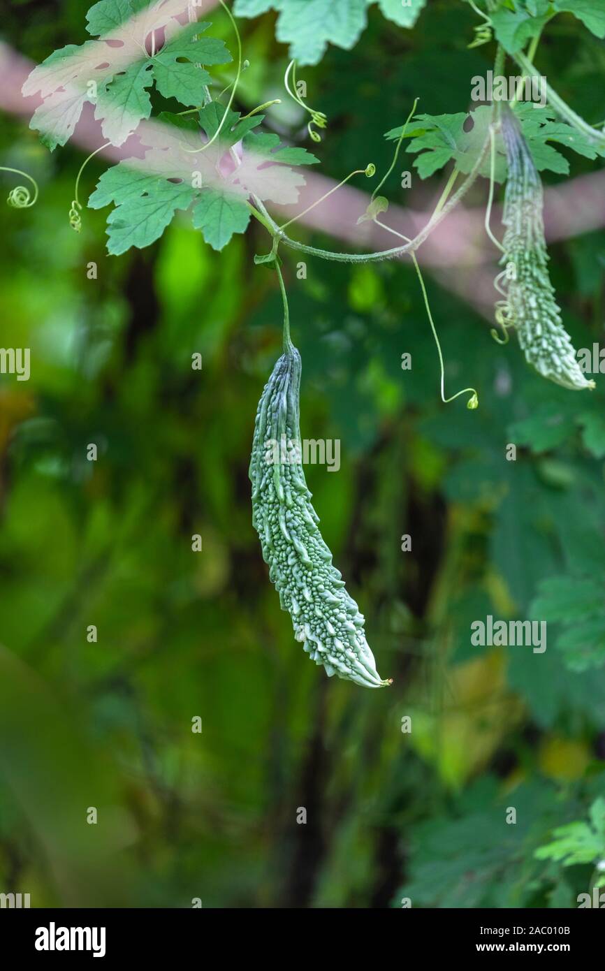 Bitter guard in a farm,Bitter melon originated from the South Indian ...