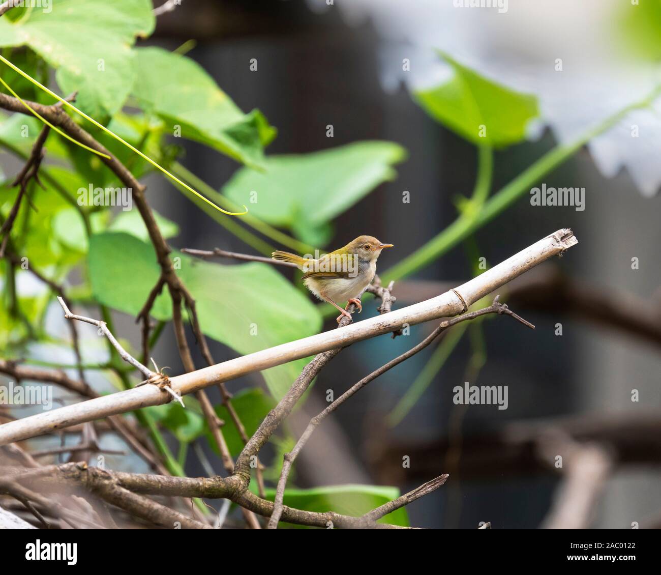 The greenish warbler (Phylloscopus trochiloides) is a widespread leaf ...