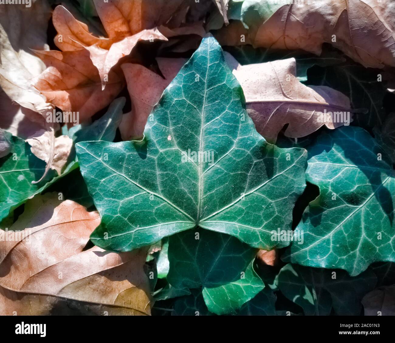 Leaves texture background - green and fallen autumn leaves, close up ...