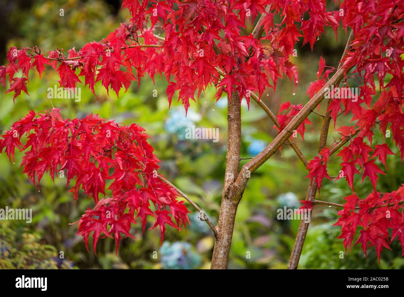Beautiful flowers in scottish village in autmn Stock Photo - Alamy