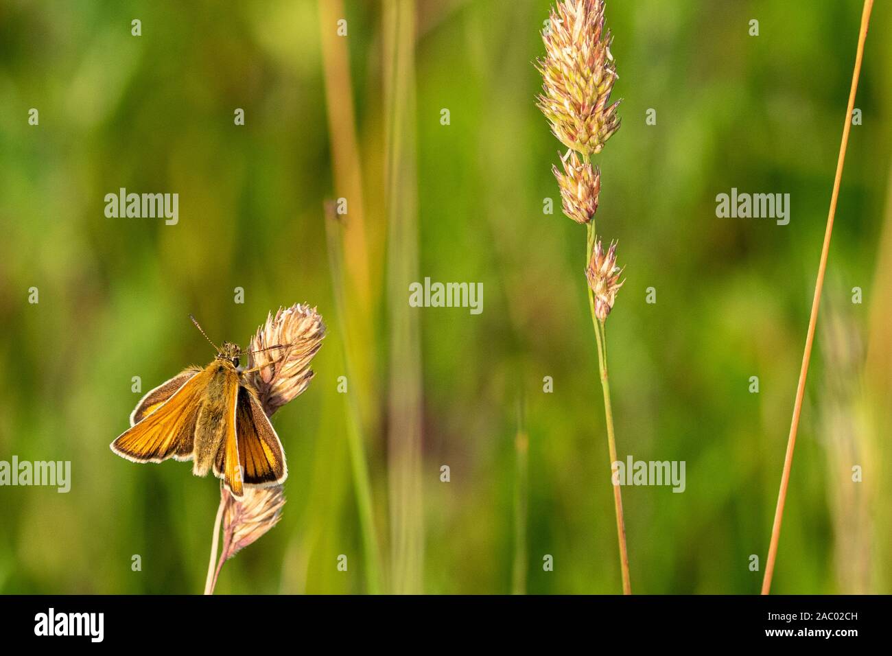 Essex skipper butterfly (Thymelicus lineola) with ends of antenna being ...