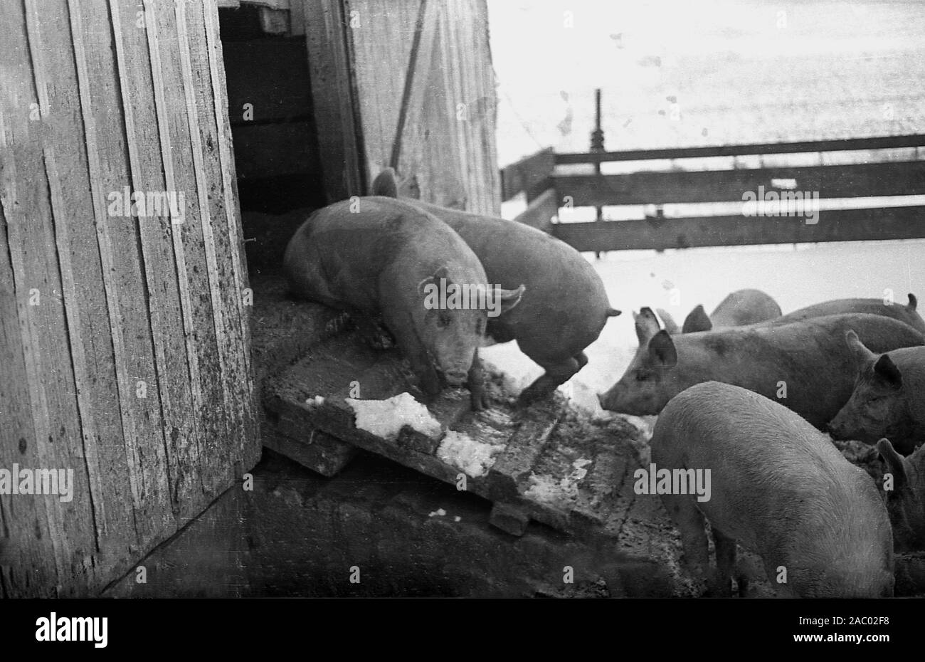 Livestock ramp Black and White Stock Photos & Images - Alamy