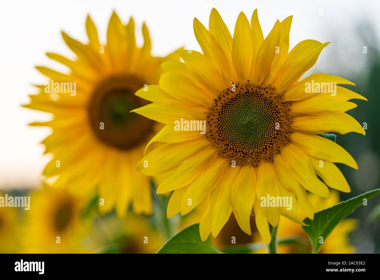 Field of blooming sunflowers at sunset. Flower on a blurred background ...